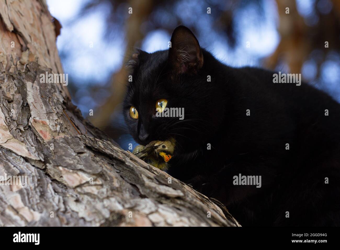 A black cat caught a beautiful bird in a tree Stock Photo - Alamy