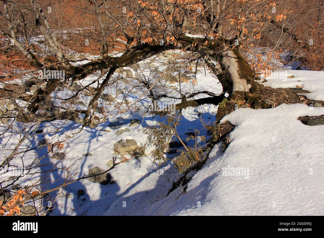 Beautiful curved tree in winter in the forest Stock Photo - Alamy
