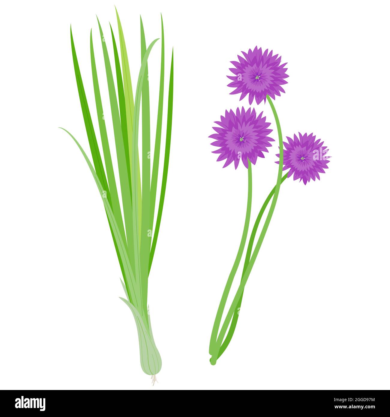 Chives illustration hi-res stock photography and images - Alamy