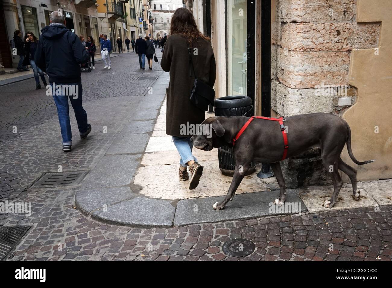 Black tall Labrador dog walking with its owner Stock Photo - Alamy