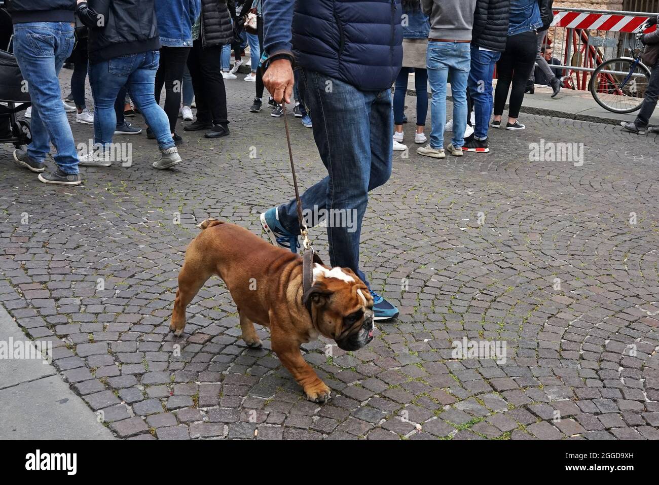 English Bulldog walking with its owner Stock Photo - Alamy