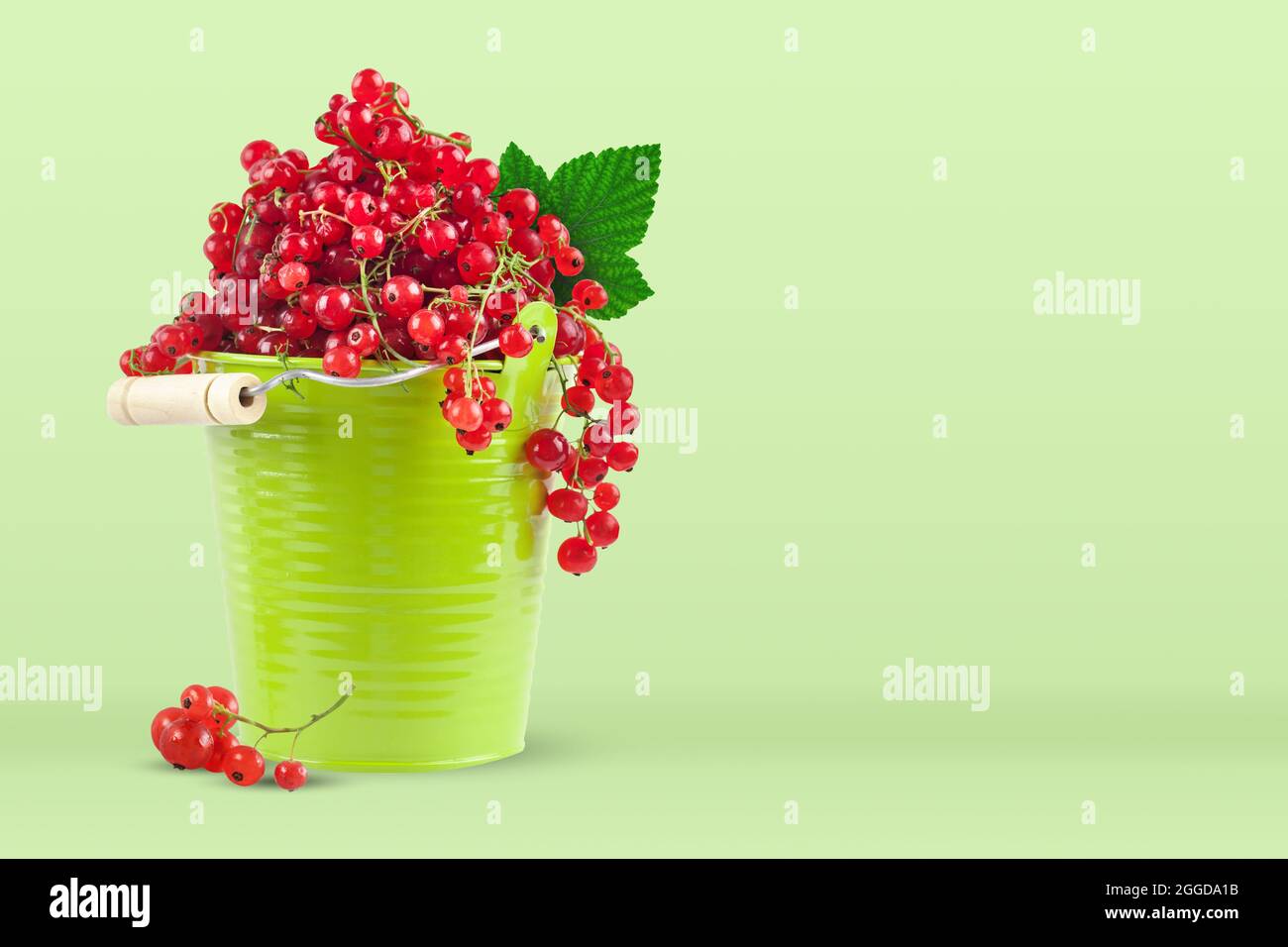Red currant in a green cup on a green background. Horizontal ...