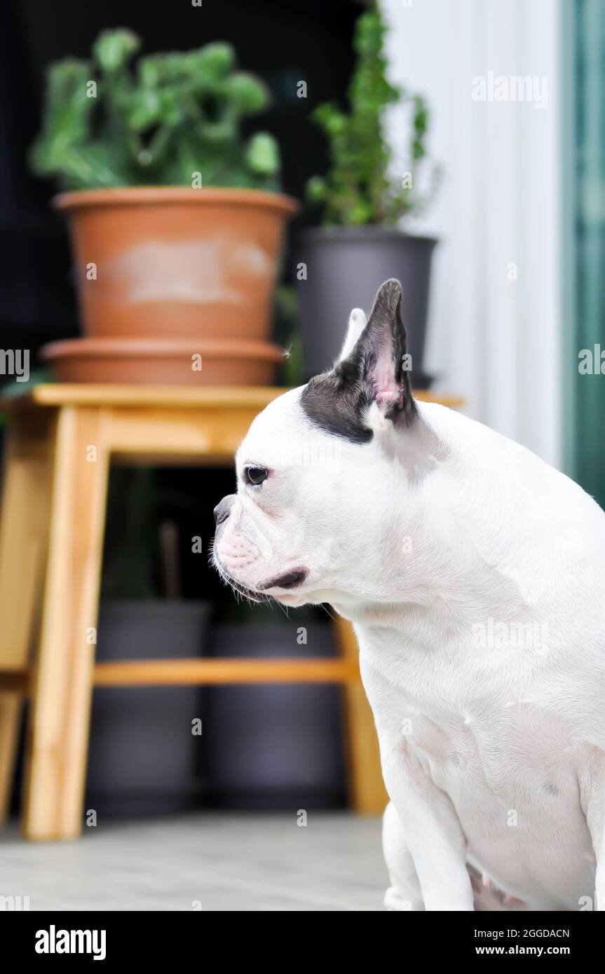 dog, absent minded French bulldog or French bulldog on the floor Stock ...