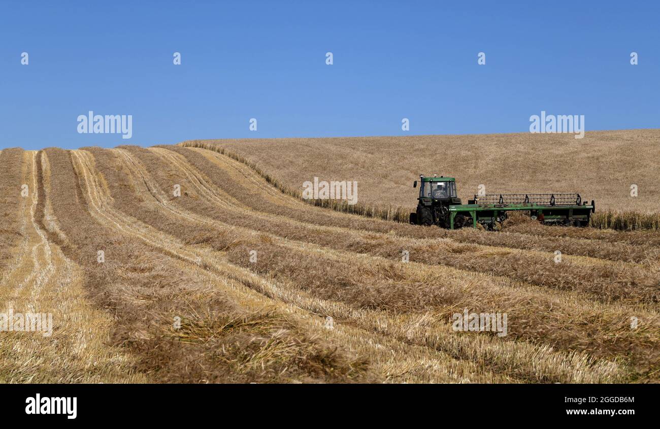 Swathing wheat hi-res stock photography and images - Alamy