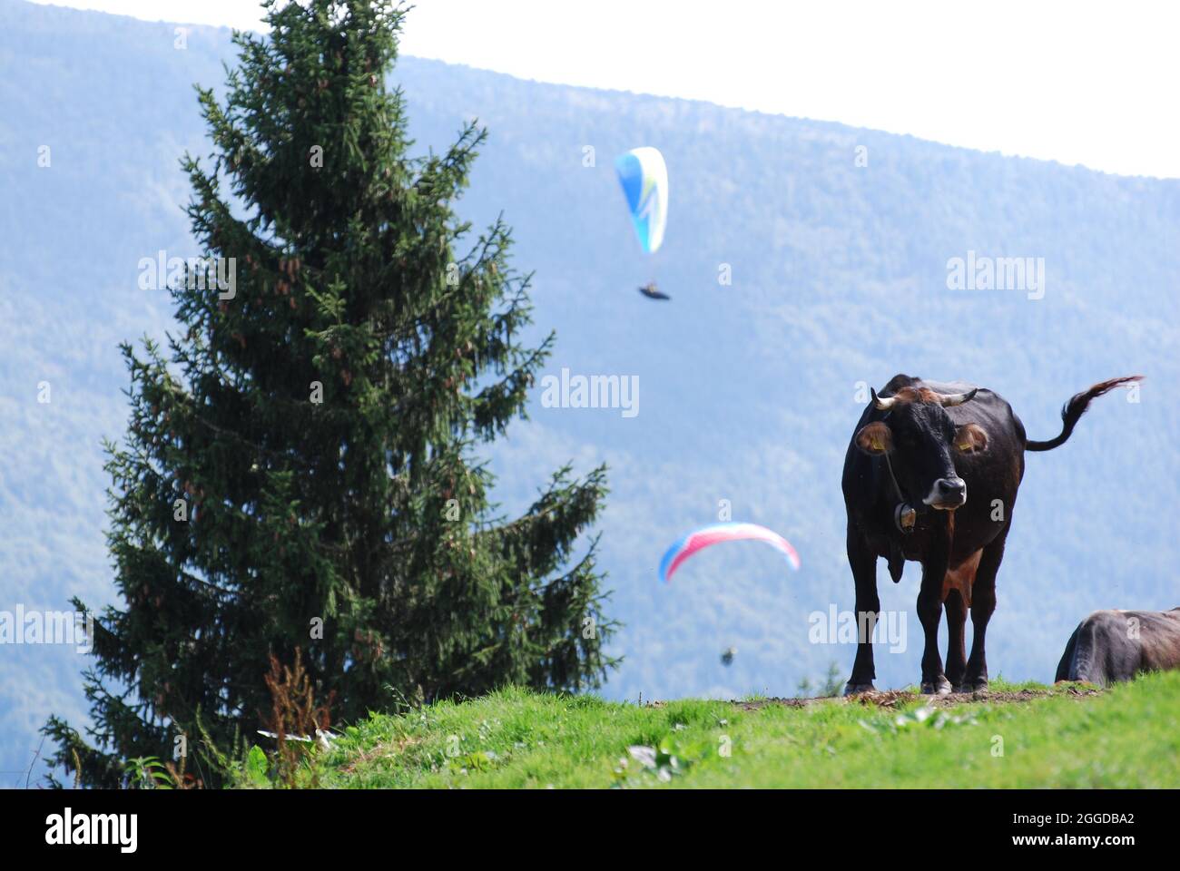 Mucca trentino hi-res stock photography and images - Alamy
