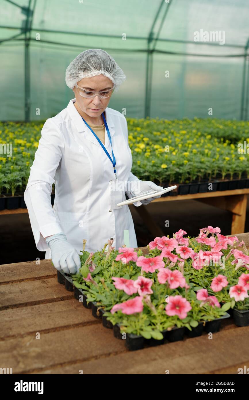 Mature woman in protective workwear taking care of pink petunia ...