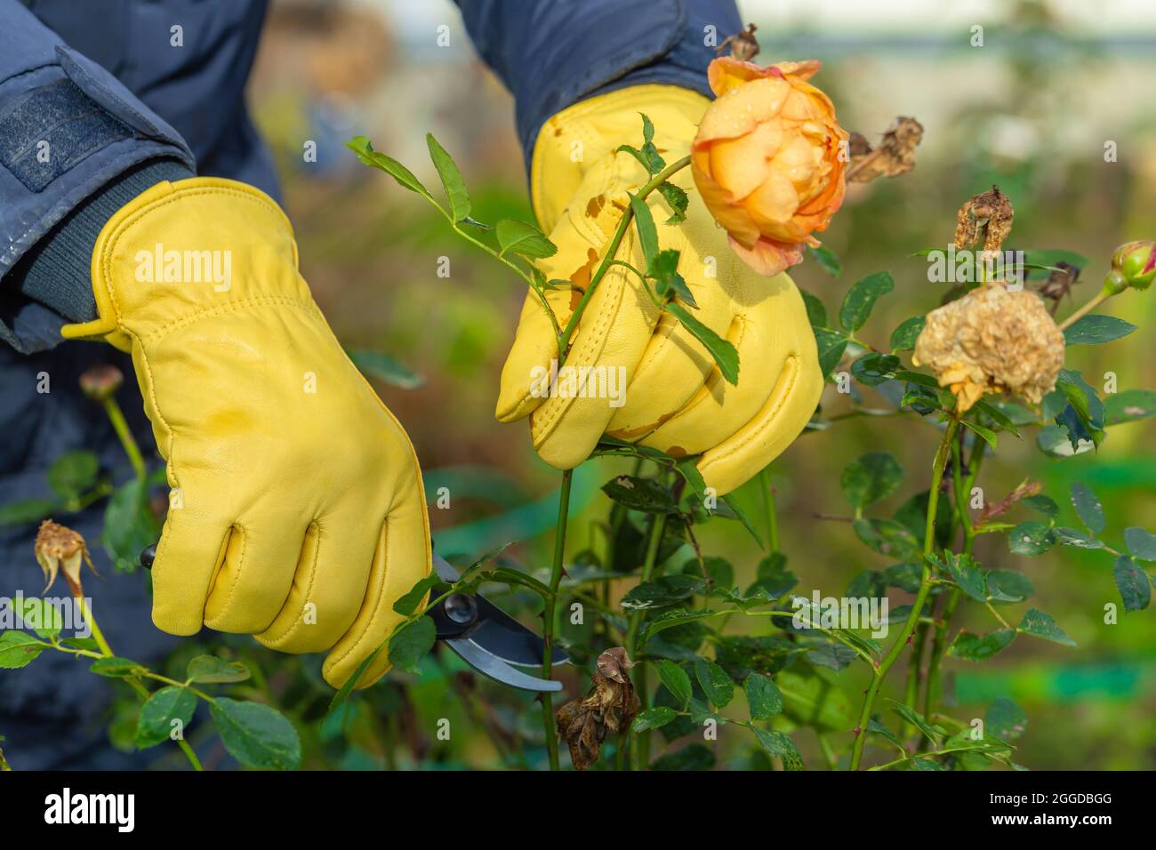Pruning rose bushes in the fall. Garden work. The pruner in the hands ...