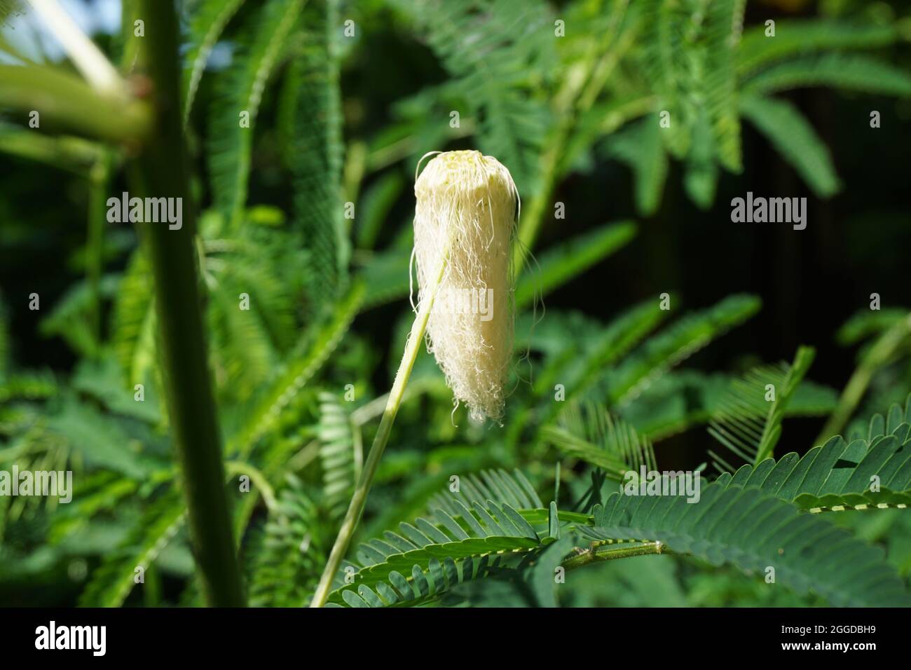 Persian silk tree flower with a natural background Stock Photo - Alamy