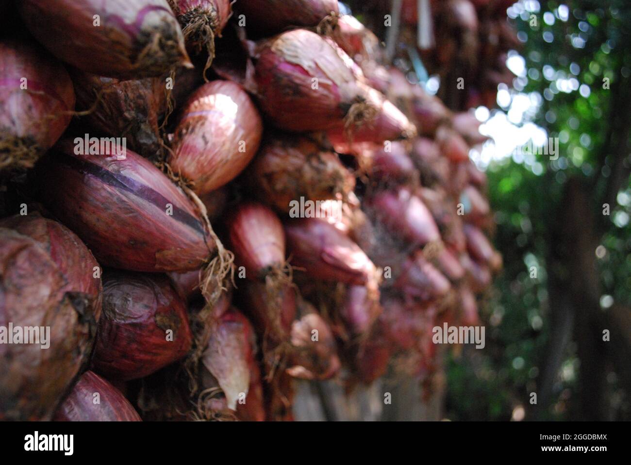 Cipolla hi-res stock photography and images - Alamy