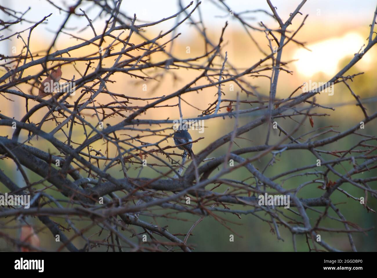 Uccello passero passero hi-res stock photography and images - Alamy