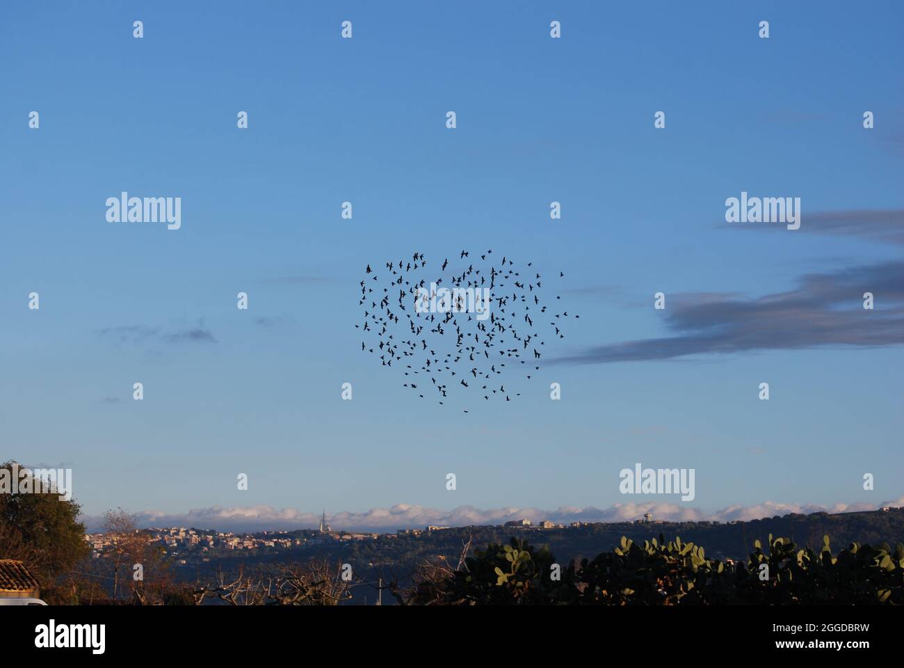 stormo in volo Stock Photo - Alamy