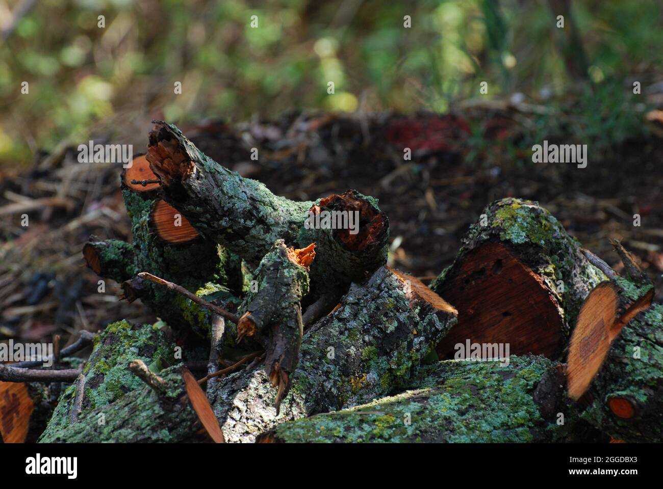 Natura foto hi-res stock photography and images - Alamy