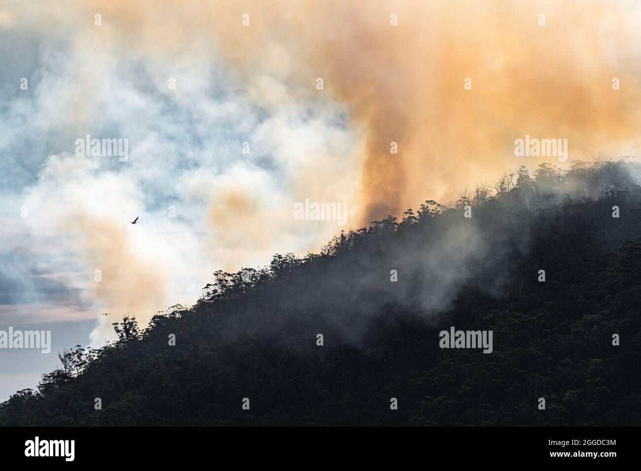Bird flying over a wildfire in Tasmania, Australia Stock Photo - Alamy