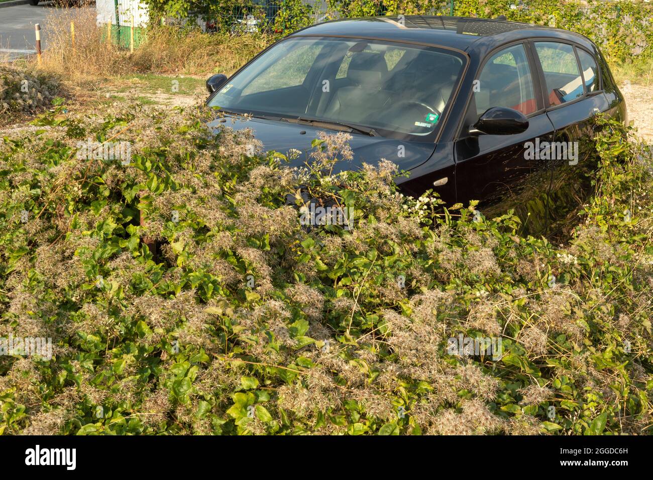 Abandoned neglected new car overtaken by plants Stock Photo - Alamy