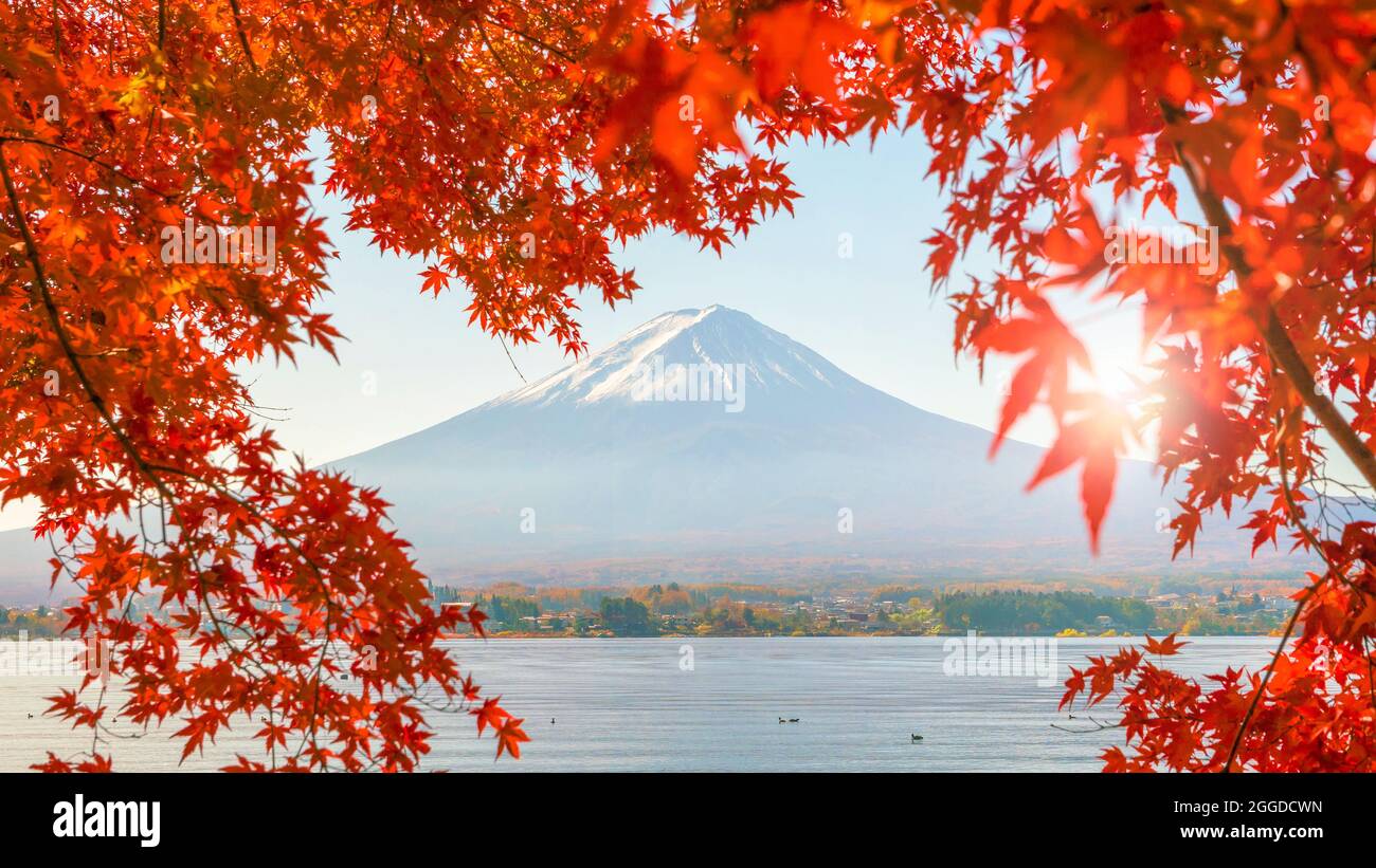 Mount fuji with red leaves hi-res stock photography and images - Alamy