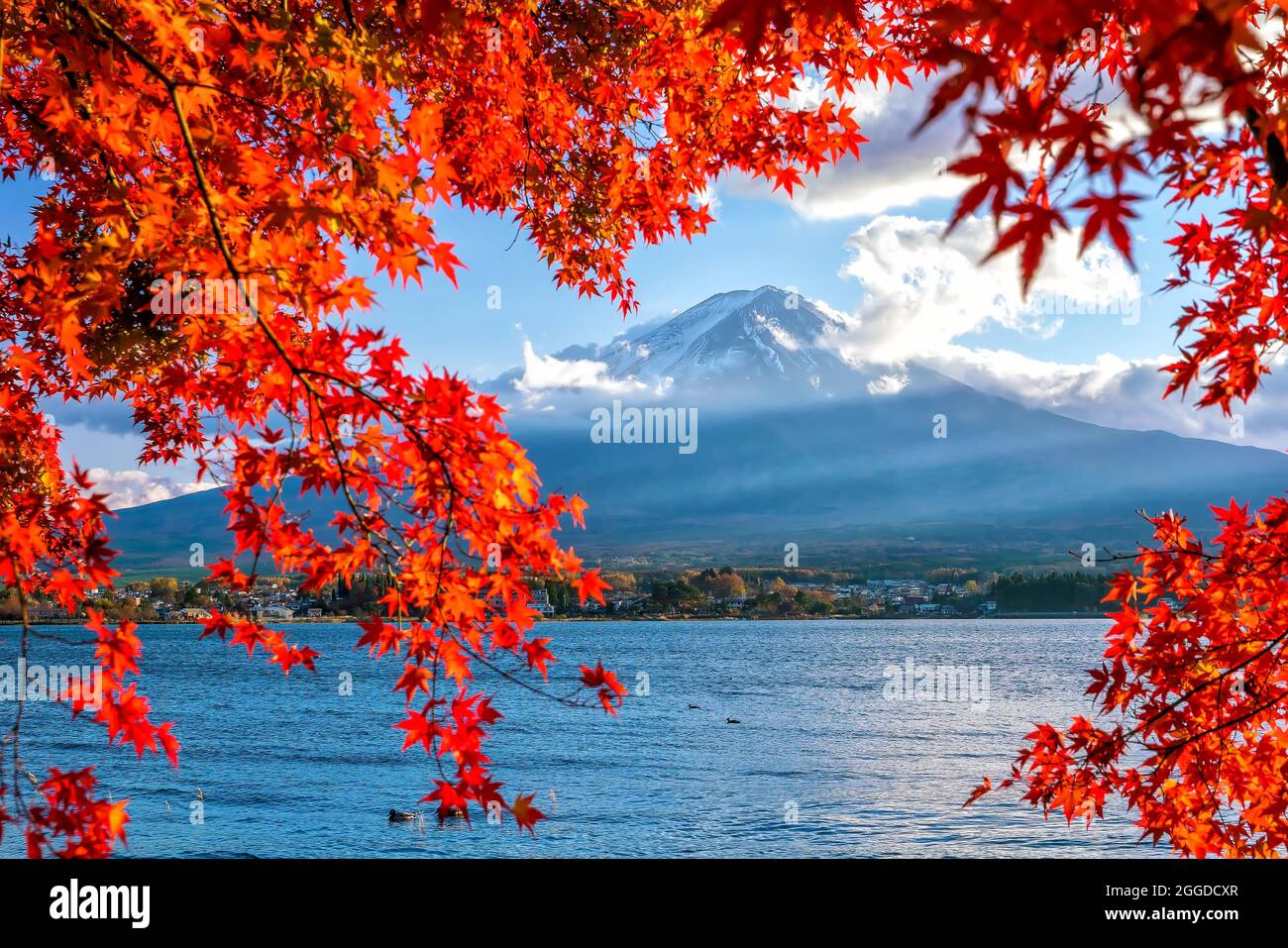 Colorful autumn season and Mountain Fuji with red leaves at lake ...