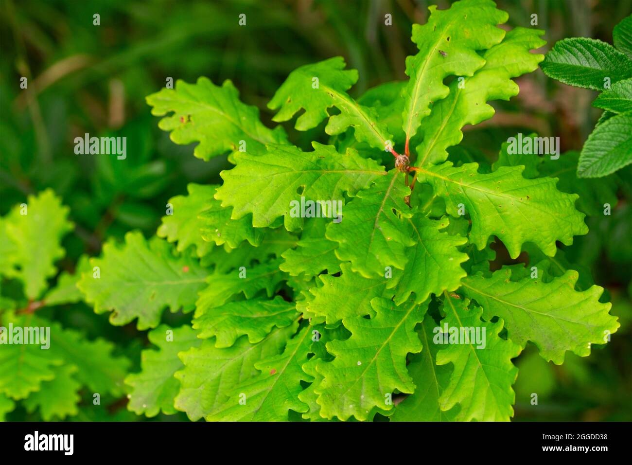 The English Oak is a dominant tree in deciduous woodlands around the UK ...