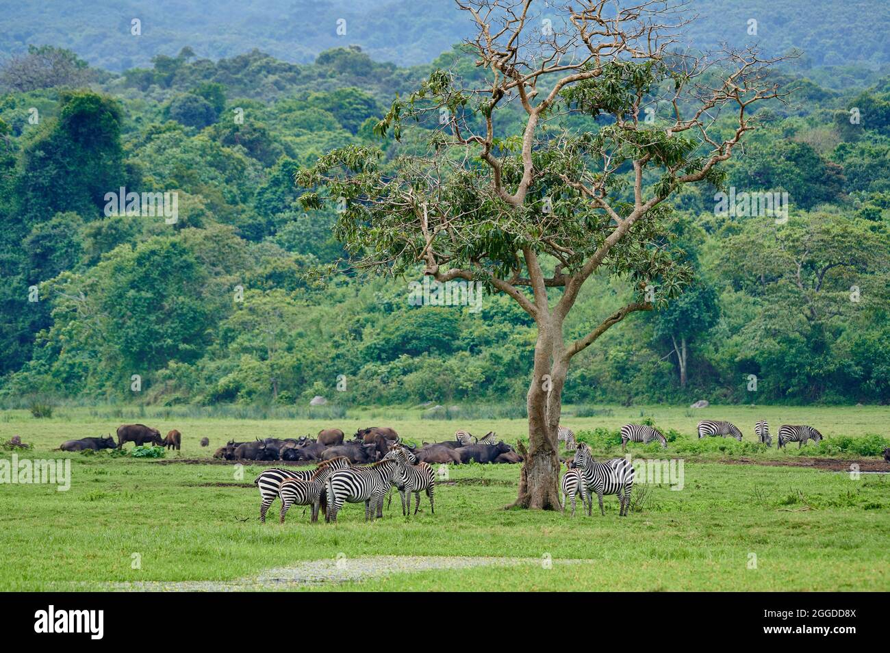 Plains zebra (Equus quagga) und African buffalo or Cape buffalo ...