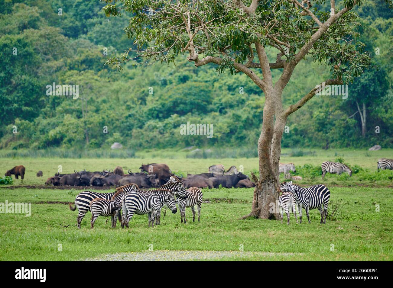 Little Zebra High Resolution Stock Photography and Images - Alamy