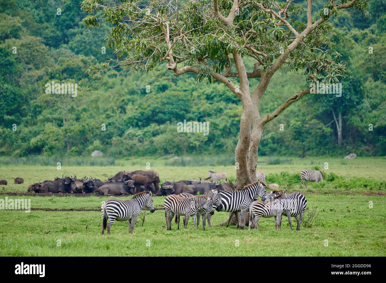 Plains zebra (Equus quagga) und African buffalo or Cape buffalo ...