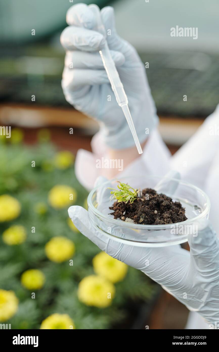 Gloved hands of biological researcher with dropper adding drop of ...