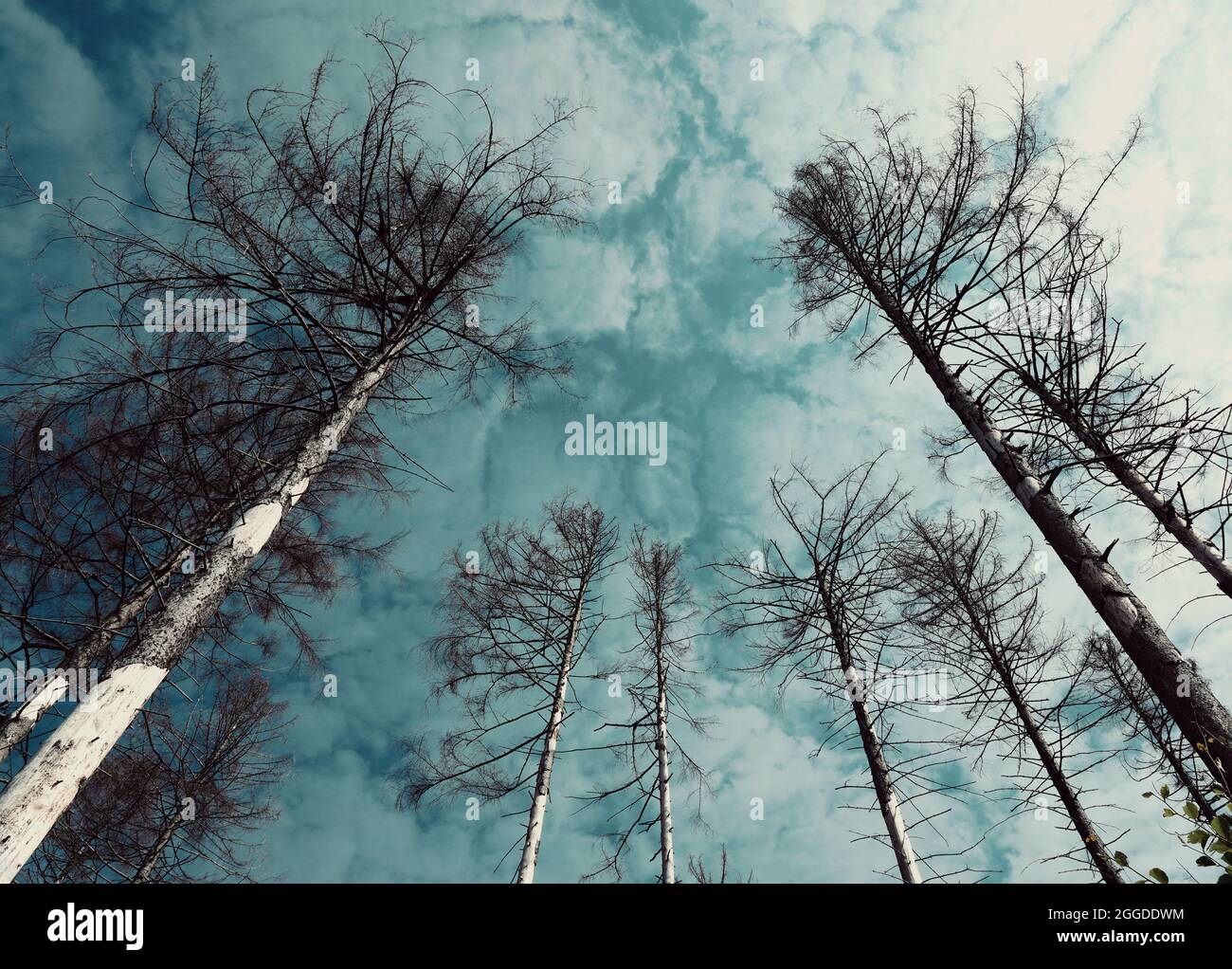 Landscape Nature in Forest with Walk Paths and Trees Stock Photo - Alamy