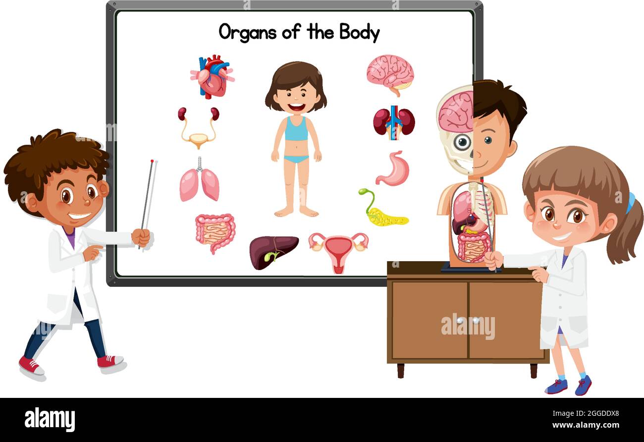 Young doctor explaining organs of body illustration Stock Vector Image ...