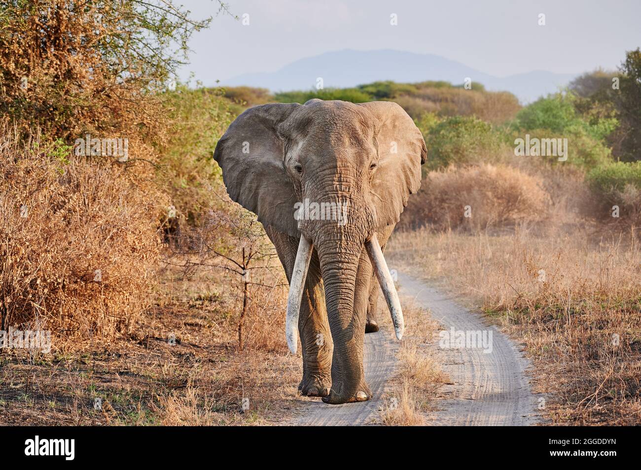 Male african elephant tusks hi-res stock photography and images - Alamy