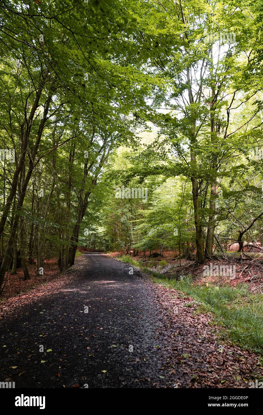Landscape Nature in Forest with Walk Paths and Trees Stock Photo - Alamy