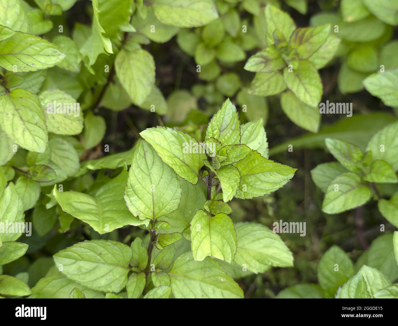 Cologne mint hi-res stock photography and images - Alamy