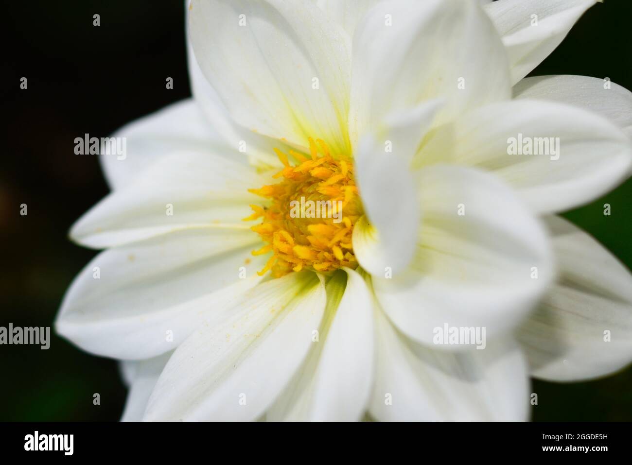 Love like summer shot hi-res stock photography and images - Alamy