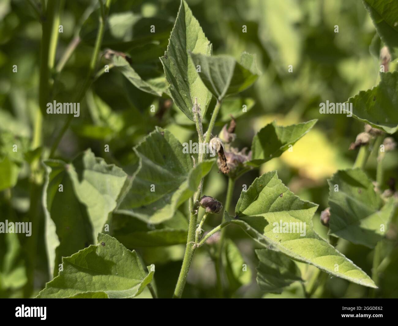 marshmallow althea plant flower close up detail Stock Photo - Alamy