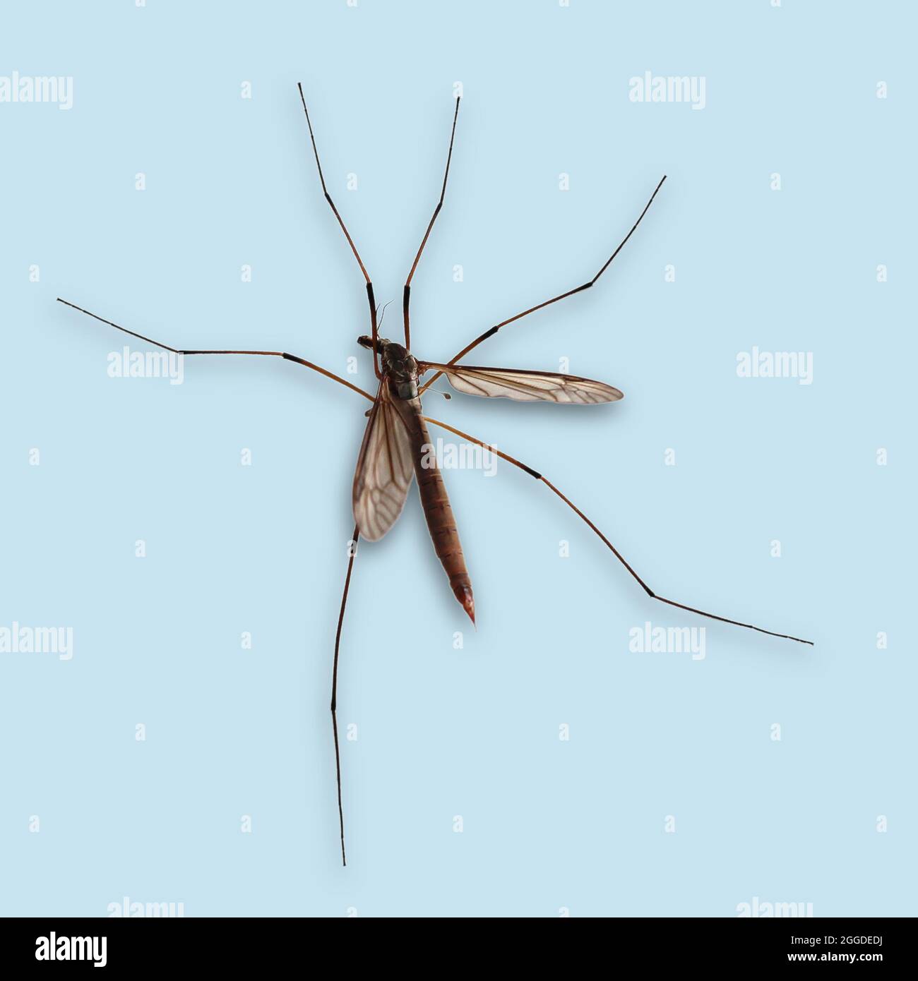 A close up of a Crane fly. The insect is cut out on a pale blue ...