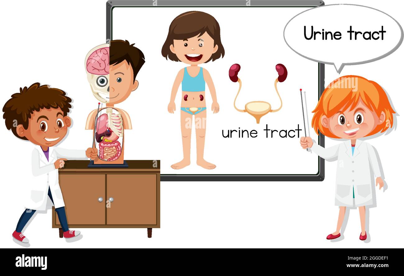 Young doctor explaining urine tract illustration Stock Vector Image ...