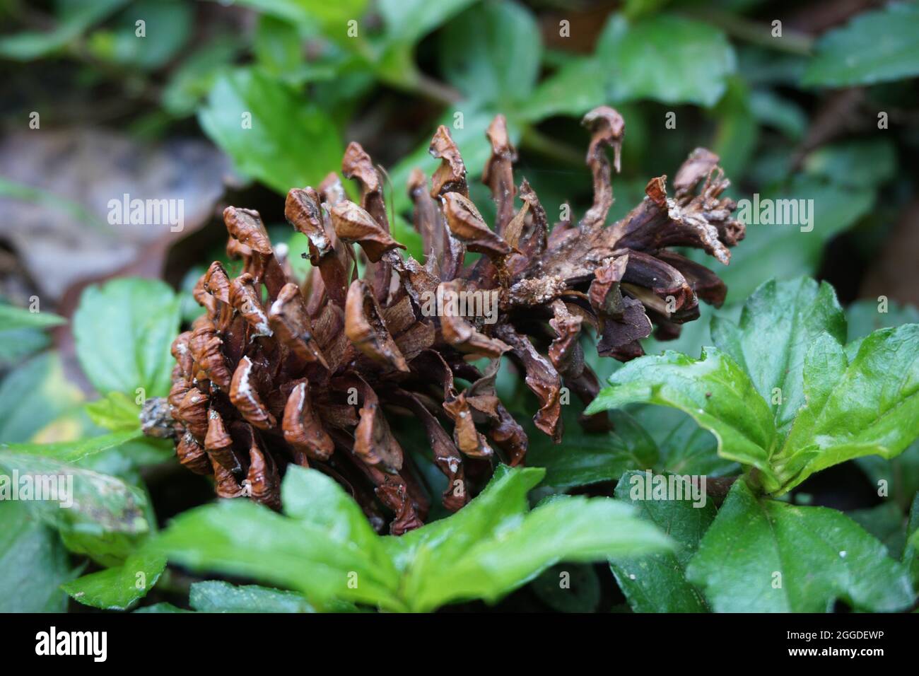 Pine flower on the green grass Stock Photo - Alamy