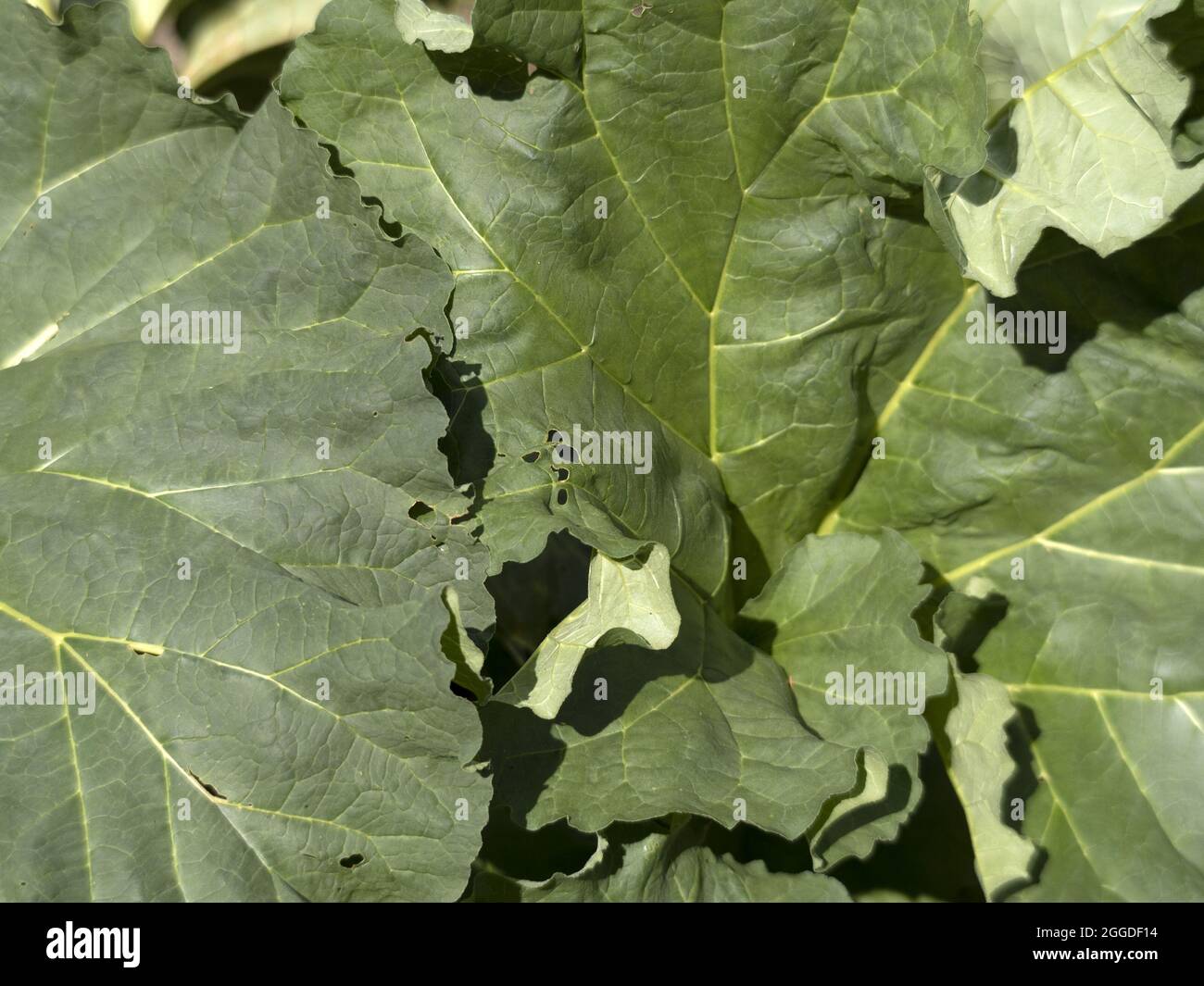 rheum palmatum rhubarb plant flower close up detail Stock Photo - Alamy