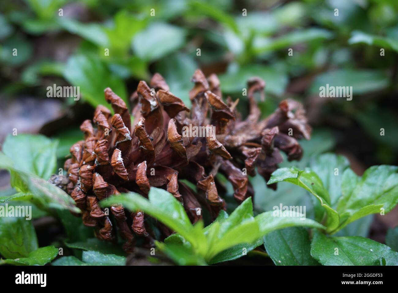 Pine flower on the green grass Stock Photo - Alamy