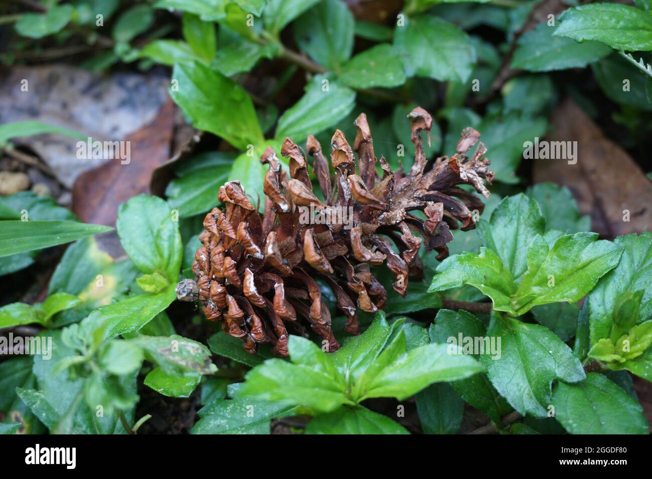 White pine pollen cone hi-res stock photography and images - Alamy