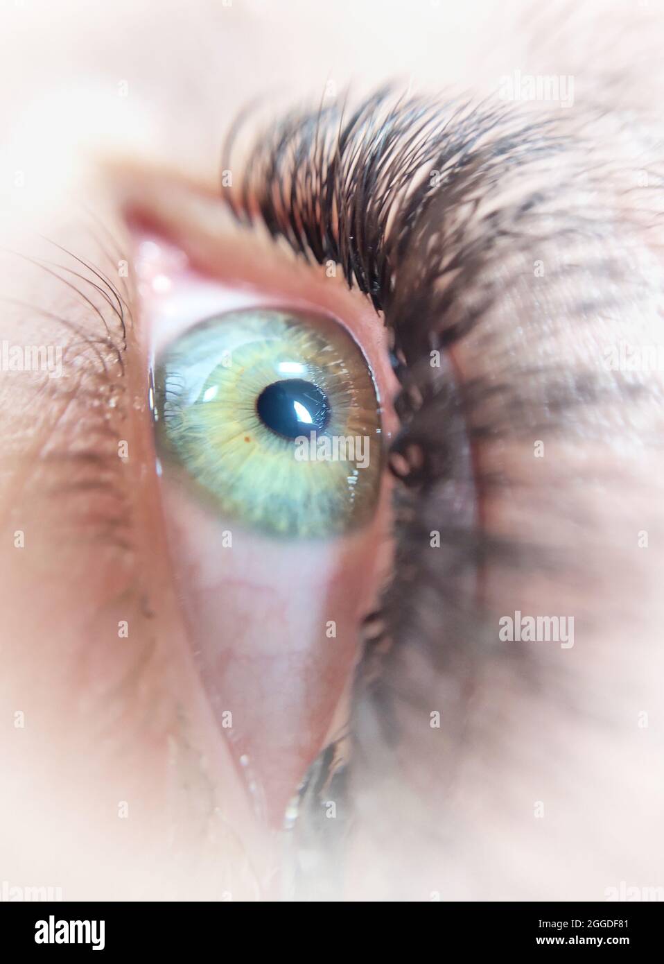 Lash extensions in beauty salon macro eye top view Stock Photo - Alamy