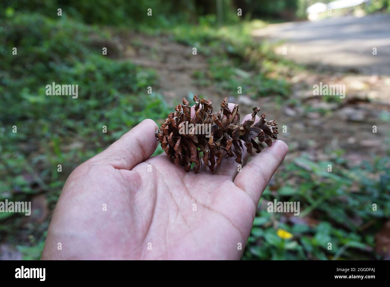 Bunga pinus hi-res stock photography and images - Alamy