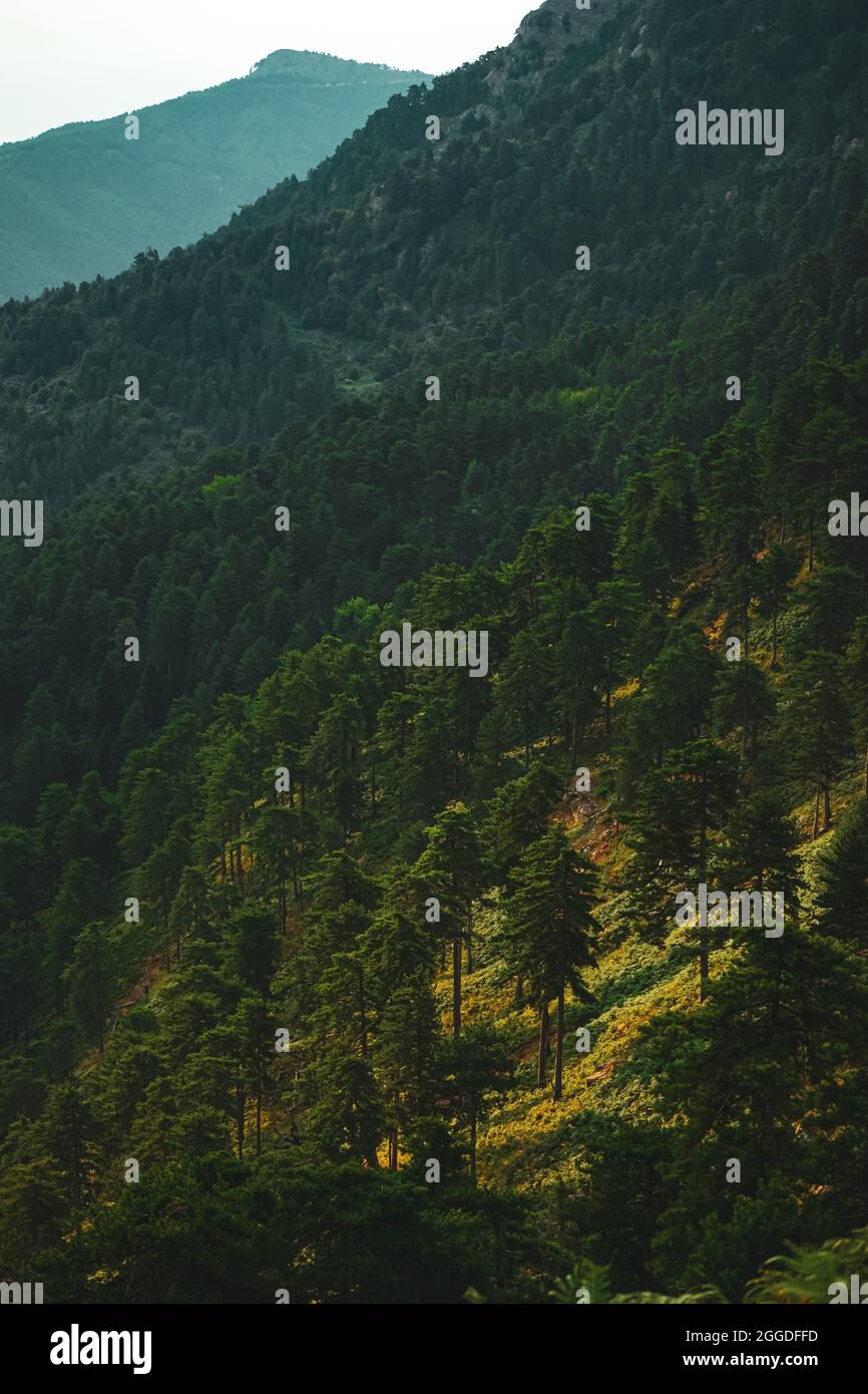 Growing trees in the mountain fields Stock Photo - Alamy