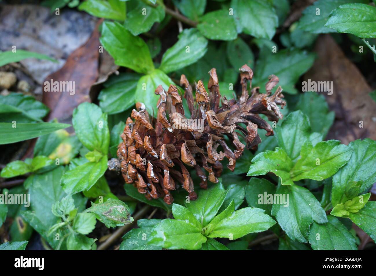 Pine flower on the green grass Stock Photo - Alamy