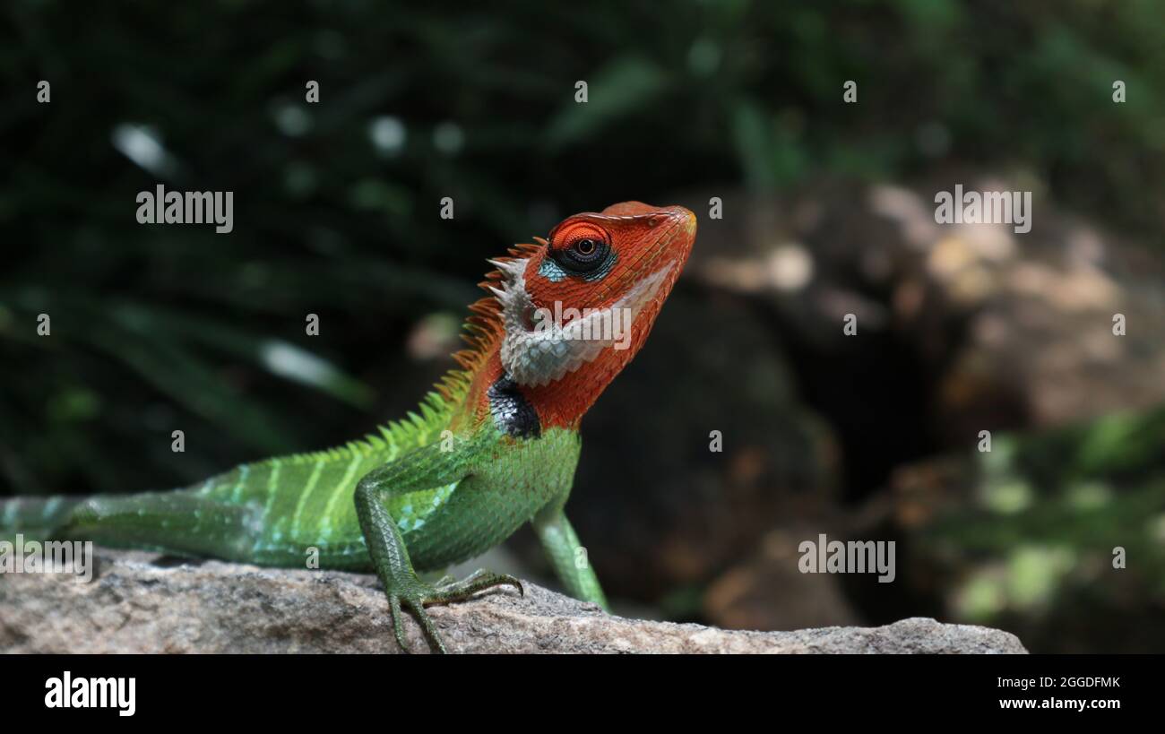 Indian lizards hi-res stock photography and images - Alamy