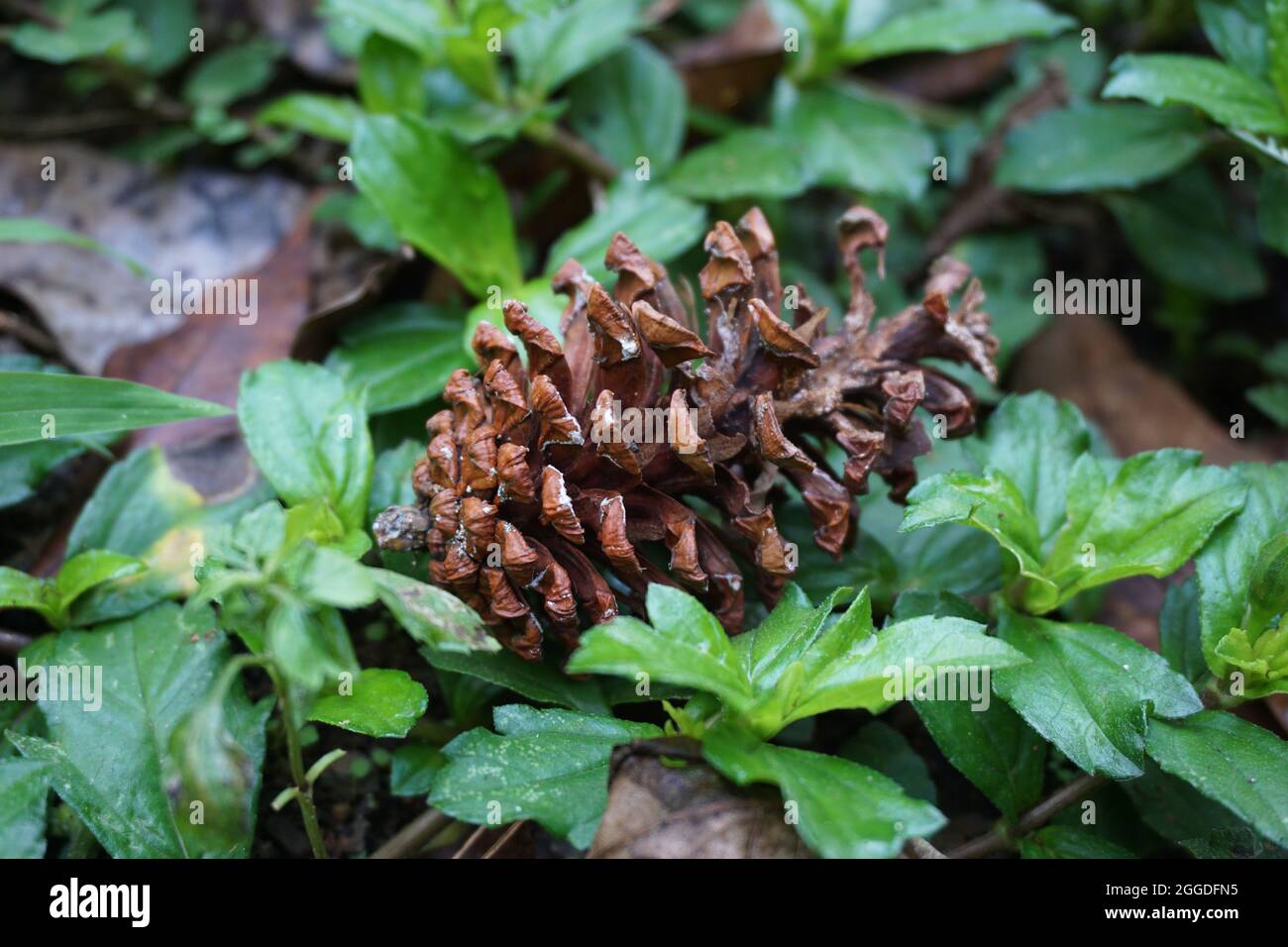 Pine flower on the green grass Stock Photo - Alamy