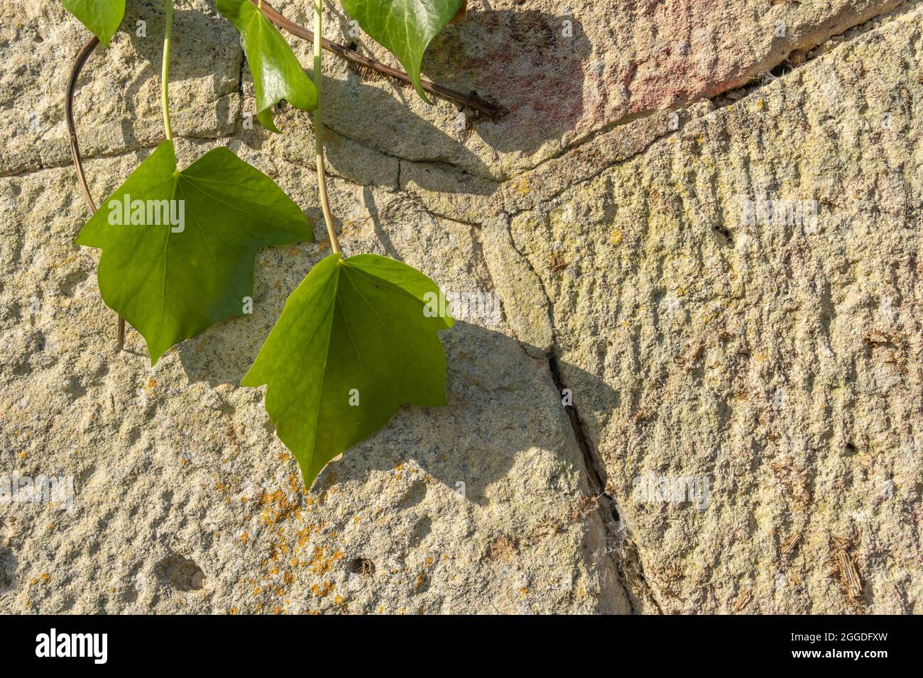 Close-up of an ivy plant, Hedera helix, on a rustic stone facade at ...