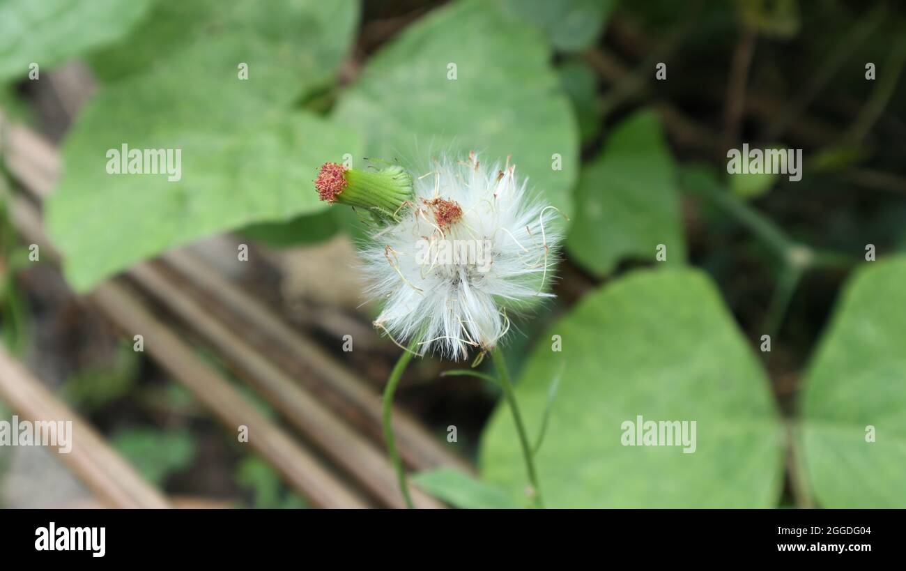 Hairy airborne seed hi-res stock photography and images - Alamy