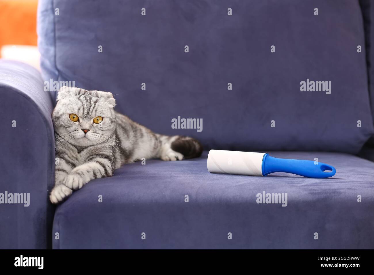 Cat lint hi-res stock photography and images - Alamy