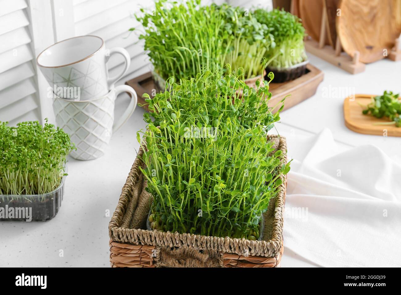 Micro greens windowsill hi-res stock photography and images - Alamy