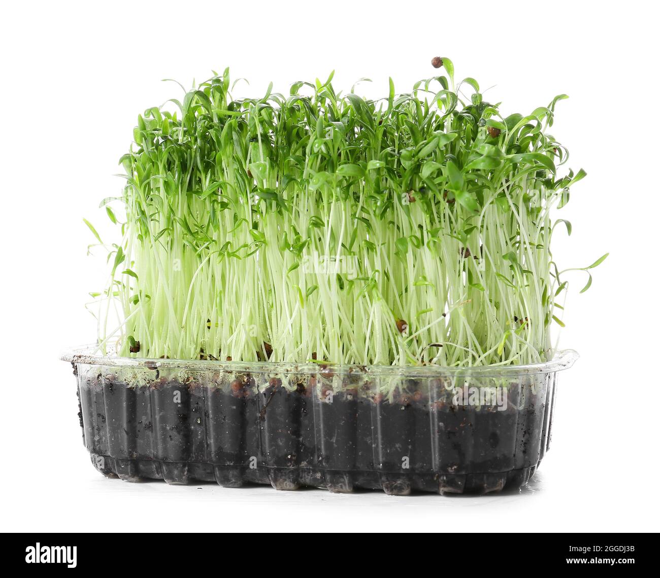 Plastic container with fresh micro green on white background Stock ...