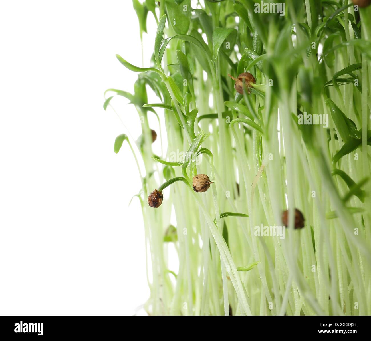 Fresh micro green on white background, closeup Stock Photo - Alamy